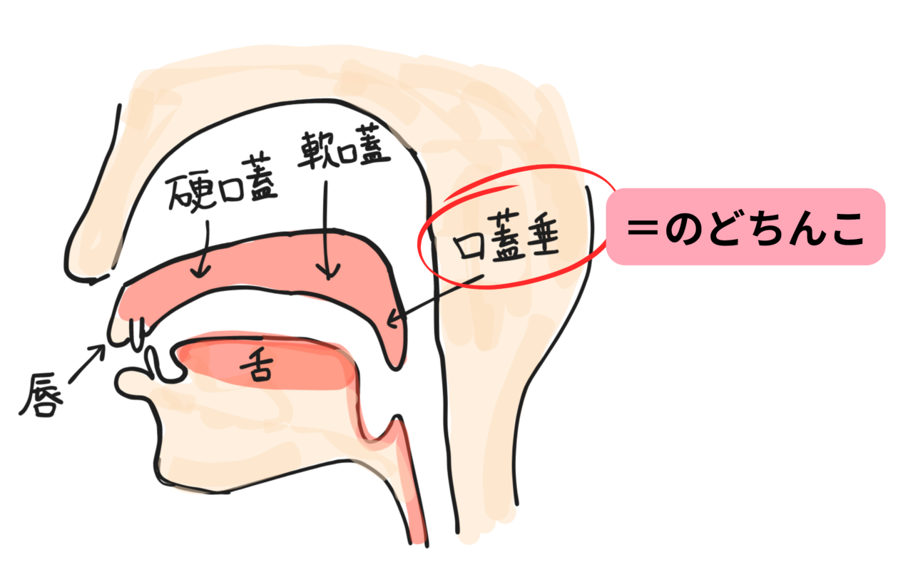 のどちんこって、役にたつの？ | 船橋市東船橋の歯医者「ビバ歯科･矯正小児歯科」